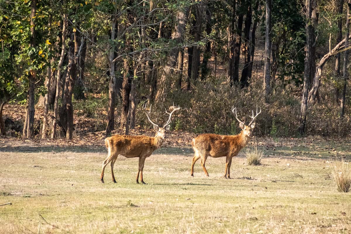 How Kanha National Park is Reconnecting Indigenous culture ...